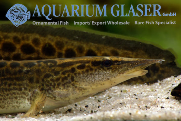 22. Spiny eels - Aquarium Glaser GmbH