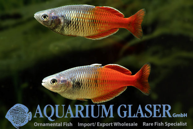 Melanotaenia boesemani Red - Aquarium Glaser GmbH