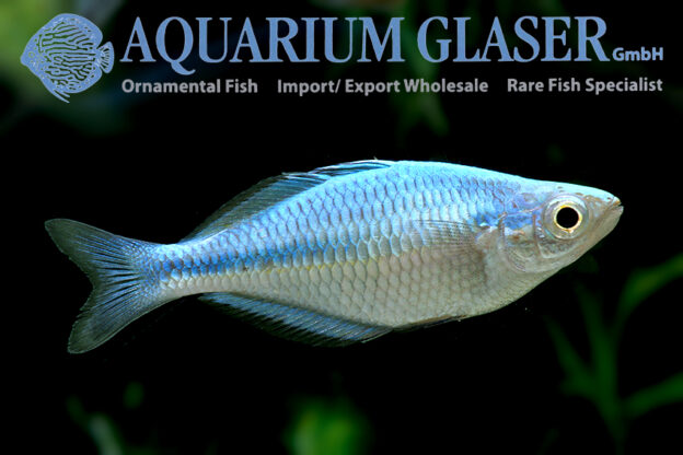 Melanotaenia lacustris - Aquarium Glaser GmbH