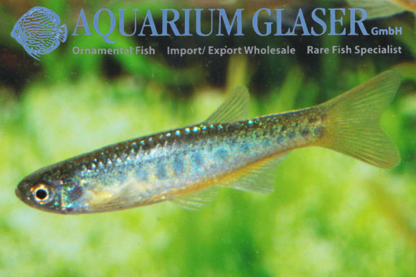 Danio aesculapii - Aquarium Glaser GmbH