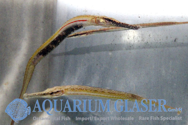Microphis brachyurus - Aquarium Glaser GmbH
