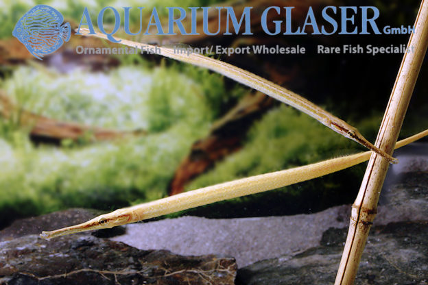 Microphis brachyurus - Aquarium Glaser GmbH