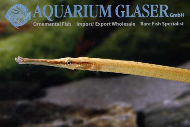 Microphis - Aquarium Glaser GmbH