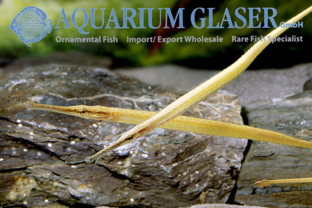 Microphis brachyurus - Aquarium Glaser GmbH