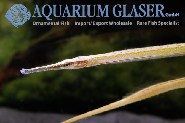 Microphis - Aquarium Glaser GmbH