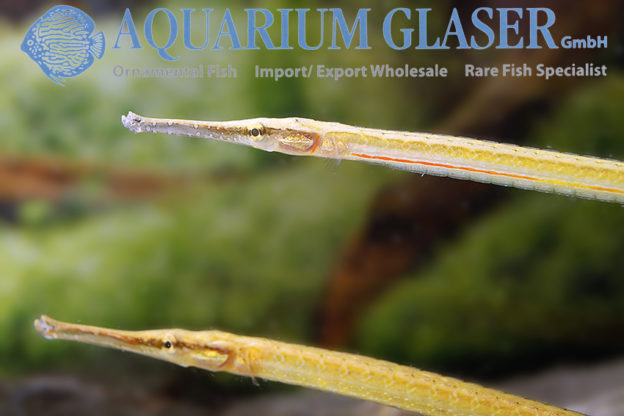 Microphis brachyurus - Aquarium Glaser GmbH