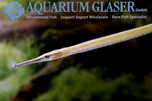Microphis brachyurus - Aquarium Glaser GmbH