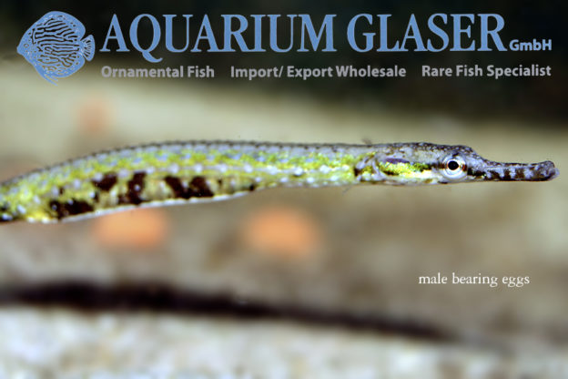 Microphis deocata BRED - Aquarium Glaser GmbH