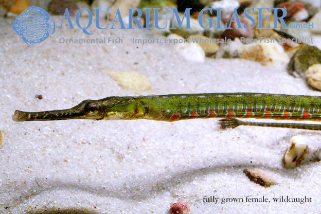 Microphis deocata BRED - Aquarium Glaser GmbH