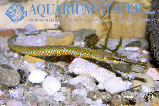 Microphis deocata BRED - Aquarium Glaser GmbH