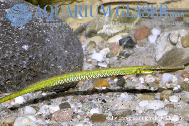 Microphis deocata BRED - Aquarium Glaser GmbH