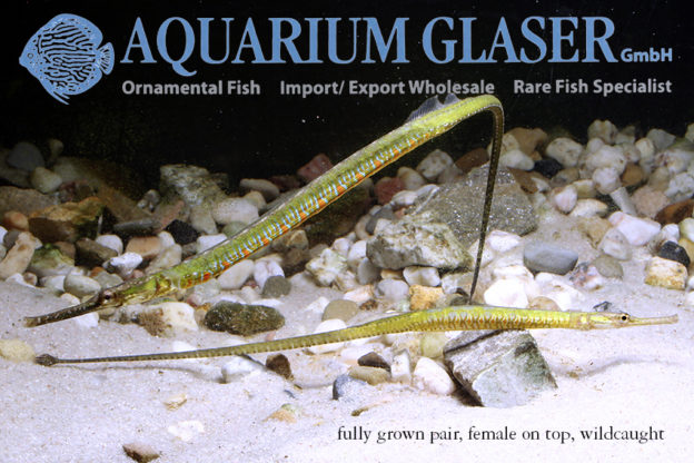 Microphis deocata BRED - Aquarium Glaser GmbH