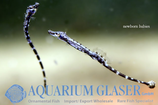 Microphis deocata BRED - Aquarium Glaser GmbH