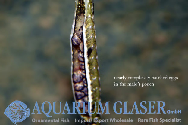 Microphis deocata BRED - Aquarium Glaser GmbH