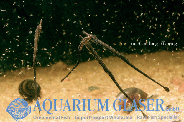 Microphis deocata BRED - Aquarium Glaser GmbH