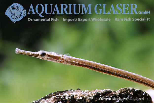 Microphis deocata BRED - Aquarium Glaser GmbH