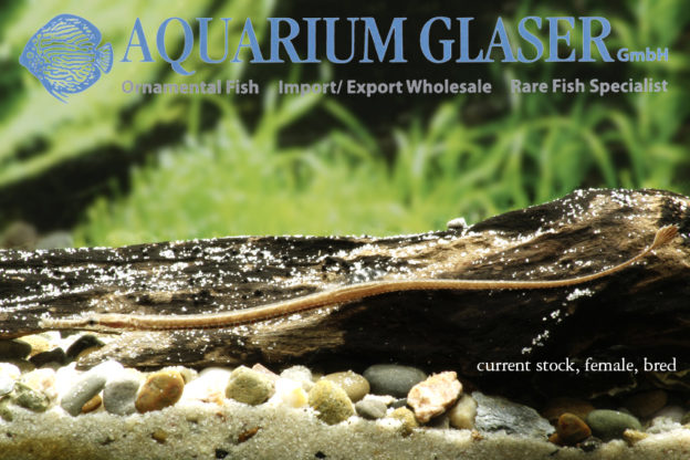 21. Seahorses and Pipefish - Aquarium Glaser GmbH