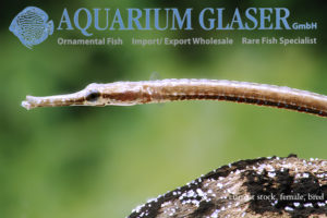 Microphis deocata BRED - Aquarium Glaser GmbH