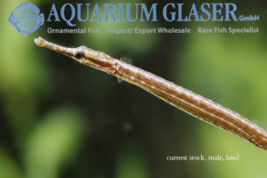 Microphis deocata BRED - Aquarium Glaser GmbH