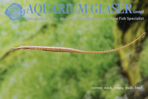 Microphis deocata BRED - Aquarium Glaser GmbH