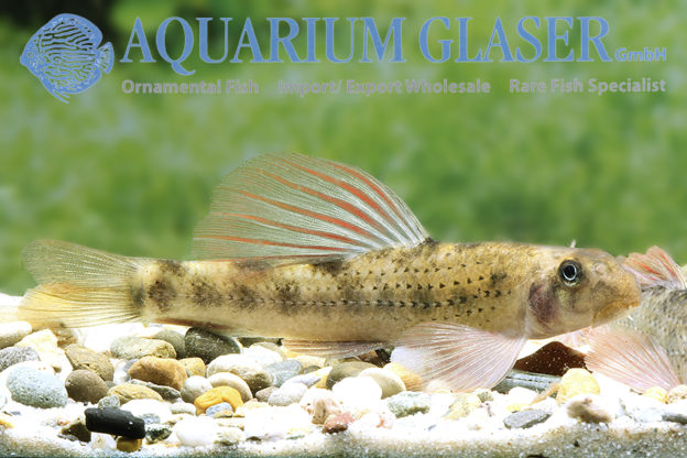 Microphysogobio tafangensis - Aquarium Glaser GmbH