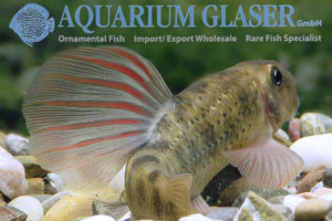 Microphysogobio tafangensis - Aquarium Glaser GmbH