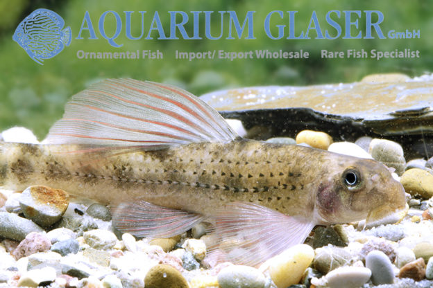 Microphysogobio tafangensis - Aquarium Glaser GmbH