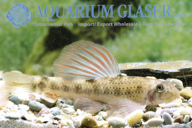 Microphysogobio tafangensis - Aquarium Glaser GmbH