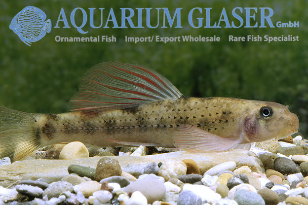 Microphysogobio tafangensis - Aquarium Glaser GmbH