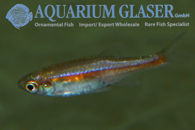 Microrasbora rubescens - Aquarium Glaser GmbH