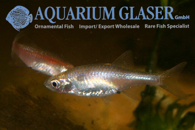 Microrasbora rubescens - Aquarium Glaser GmbH