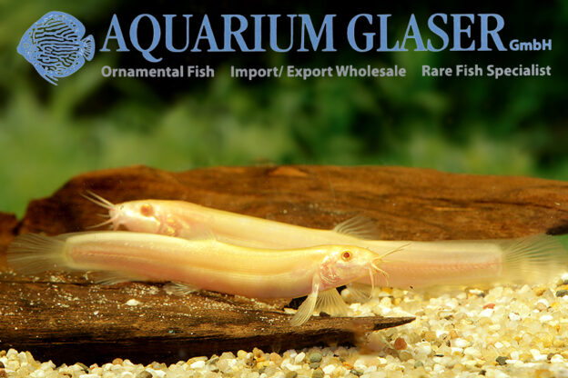 Misgurnus anguillicaudatus GOLD - Aquarium Glaser GmbH