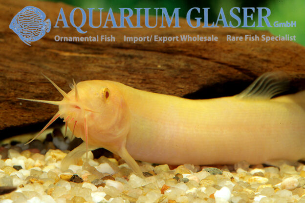 Misgurnus anguillicaudatus GOLD - Aquarium Glaser GmbH