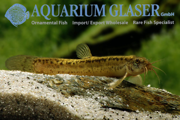 Misgurnus anguillicaudatus - Aquarium Glaser GmbH