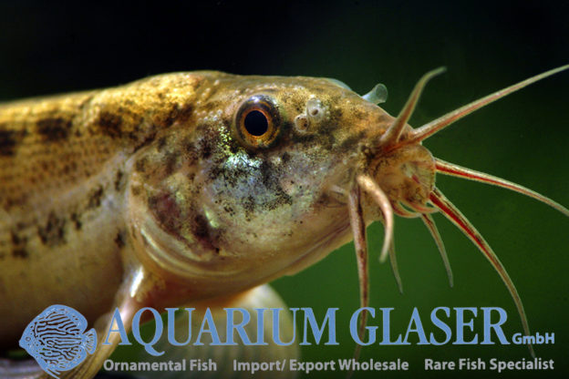 Misgurnus anguillicaudatus - Aquarium Glaser GmbH