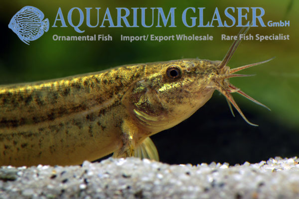 Misgurnus anguillicaudatus - Aquarium Glaser GmbH