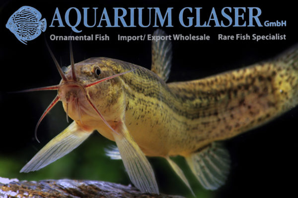 Misgurnus anguillicaudatus - Aquarium Glaser GmbH