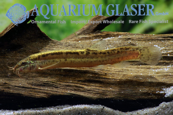 Misgurnus anguillicaudatus - Aquarium Glaser GmbH