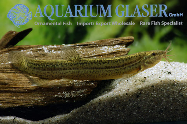 Misgurnus anguillicaudatus - Aquarium Glaser GmbH