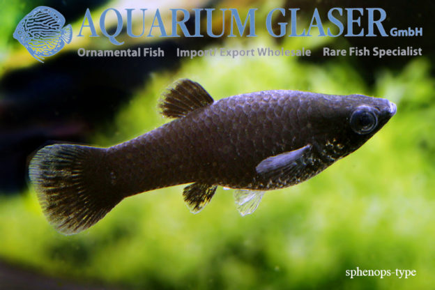 Black Molly = Black Molly? - Aquarium Glaser GmbH