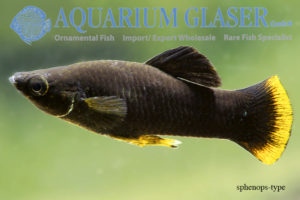 Black Molly = Black Molly? - Aquarium Glaser GmbH