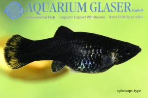Black Molly = Black Molly? - Aquarium Glaser GmbH