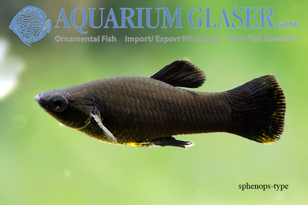 Black Molly = Black Molly? - Aquarium Glaser GmbH