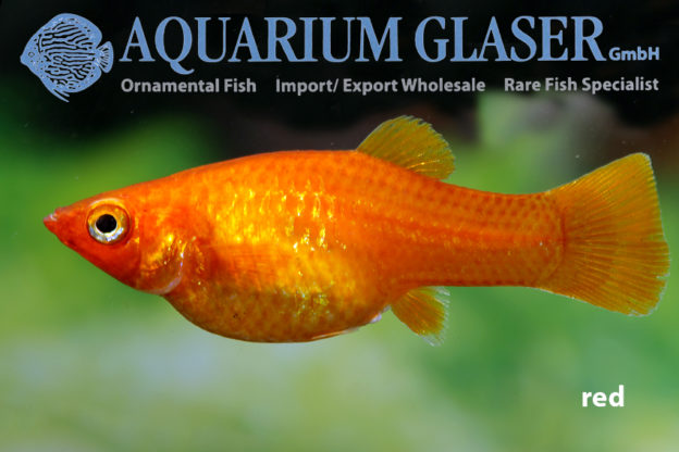 Poecilia (Mollienesia) sphenops RED - Aquarium Glaser GmbH