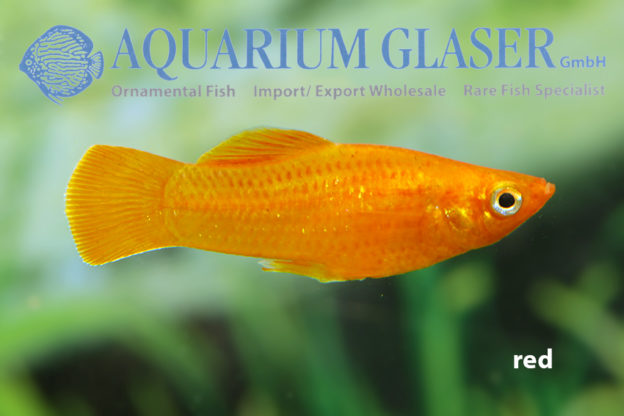 Poecilia (Mollienesia) sphenops RED - Aquarium Glaser GmbH
