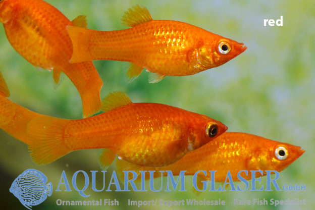 Poecilia (Mollienesia) sphenops RED - Aquarium Glaser GmbH
