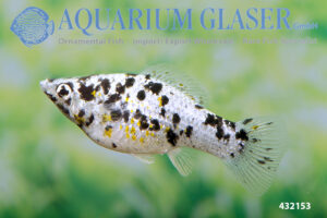 Dalmatian, Marble and Calico mollies - Aquarium Glaser GmbH