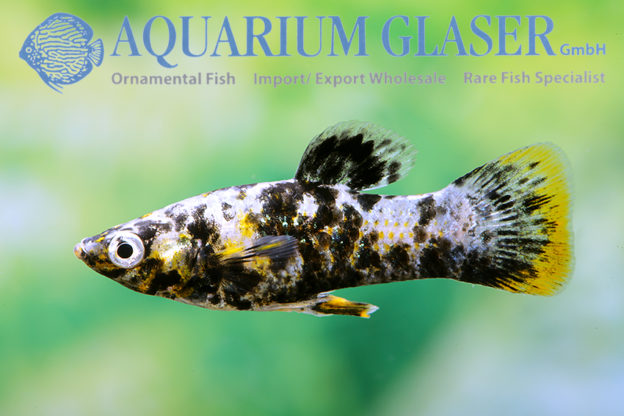 Poecilia (Mollienesia) sphenops Marble Ancient - Aquarium Glaser GmbH