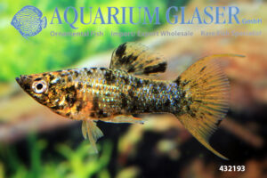 Dalmatian, Marble and Calico mollies - Aquarium Glaser GmbH