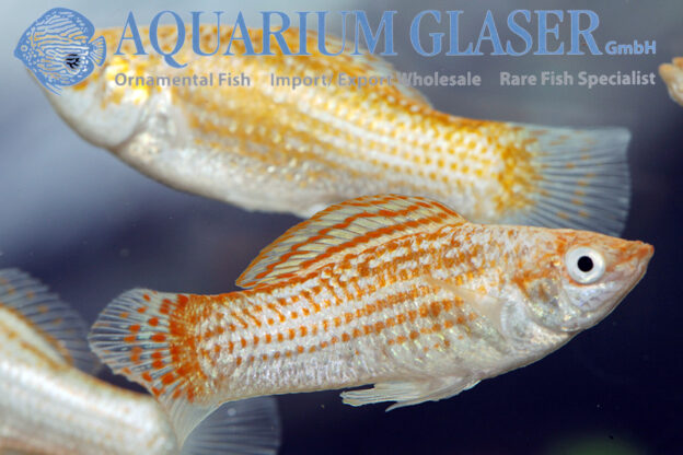 Silver Molly Orange Spots - Aquarium Glaser GmbH